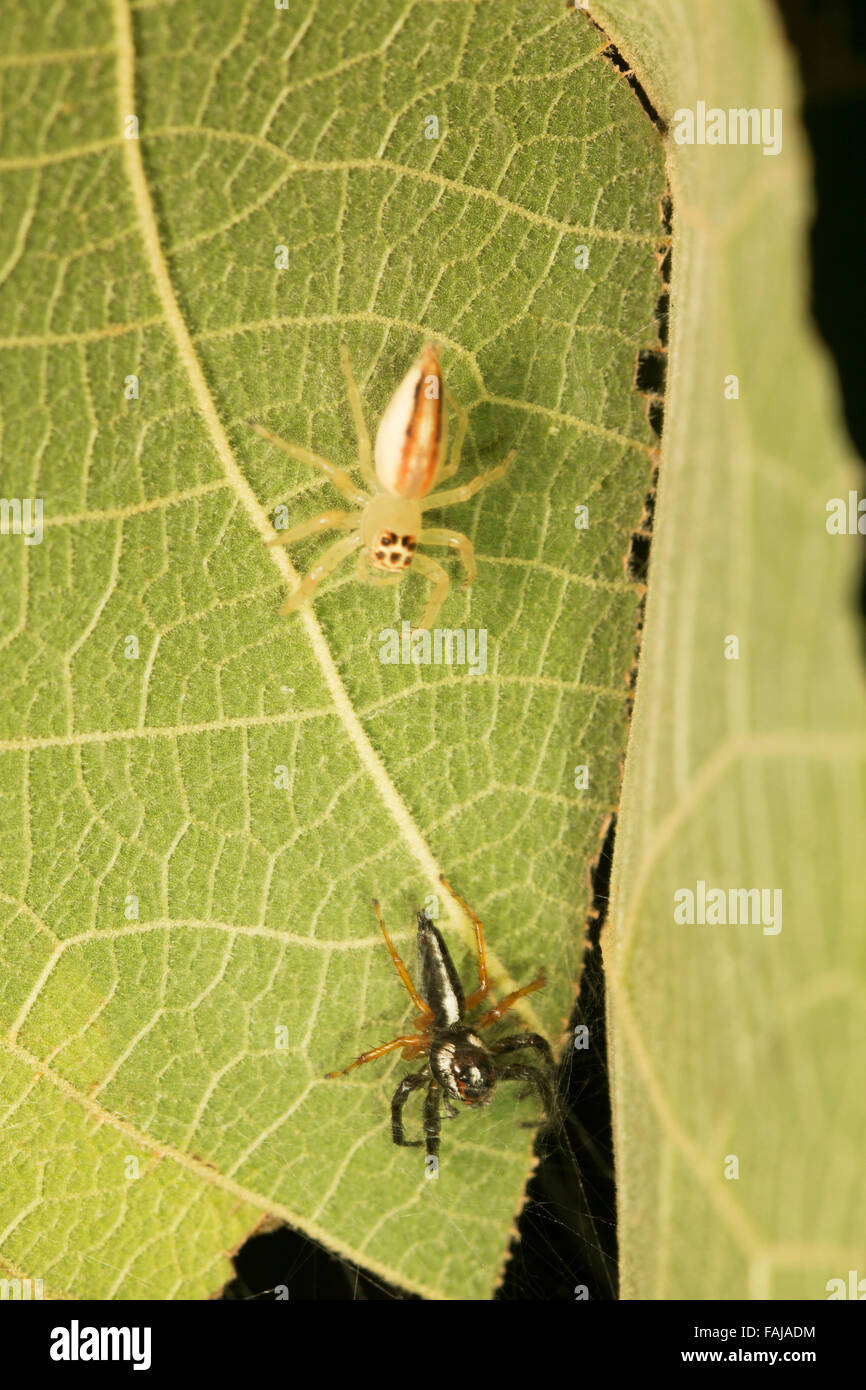 Jumping spider, Telamonia dimidiata, Salticidae Aarey Milk Colony ...