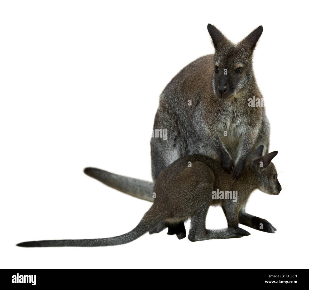 Wallaby Cut Out Stock Images & Pictures - Alamy