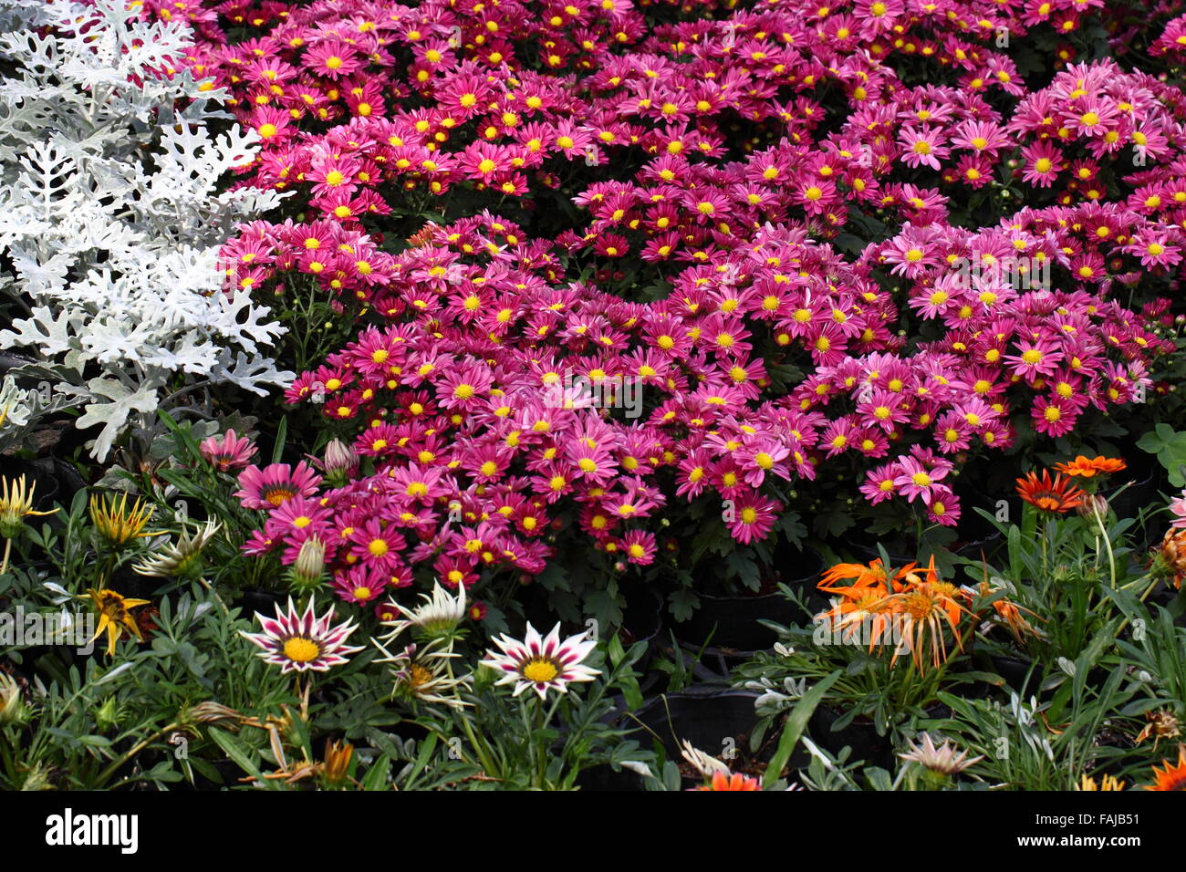 Full blooming Chrysanthemum flowers in the garden Stock Photo - Alamy