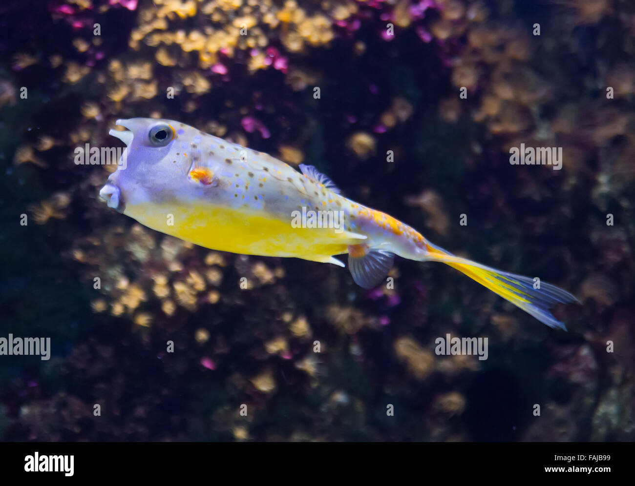 yellow boxfish (Ostracion cubicus) in water Stock Photo - Alamy