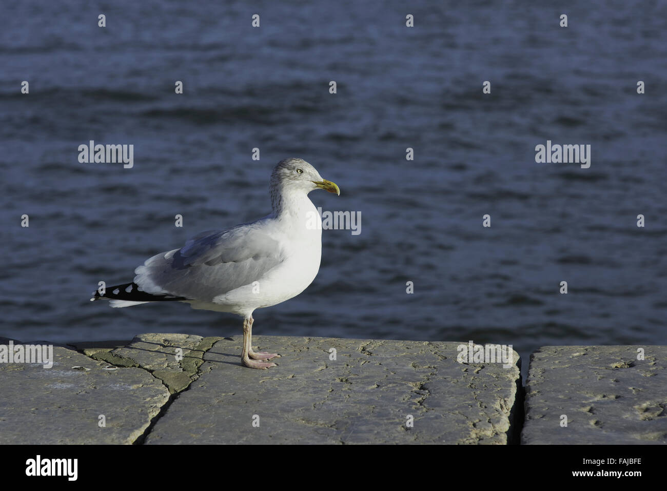 European herring gull seabird stands on Conwy harbour wall with soft ...