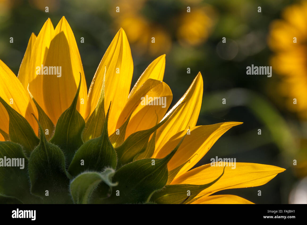 Close up of the back side of a sunflower. Sun shining through the ...