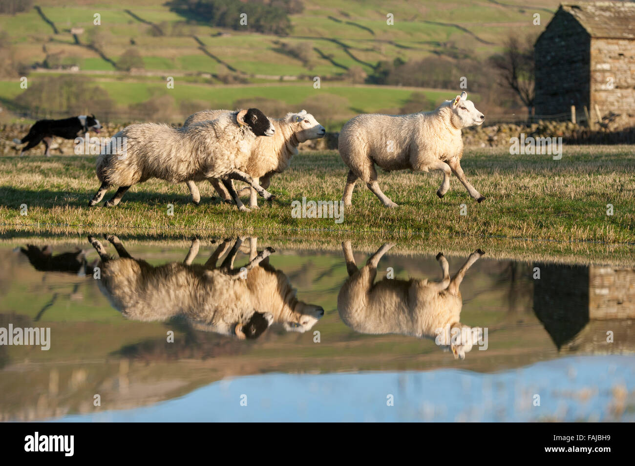 Rounding Up Sheep High Resolution Stock Photography and Images - Alamy