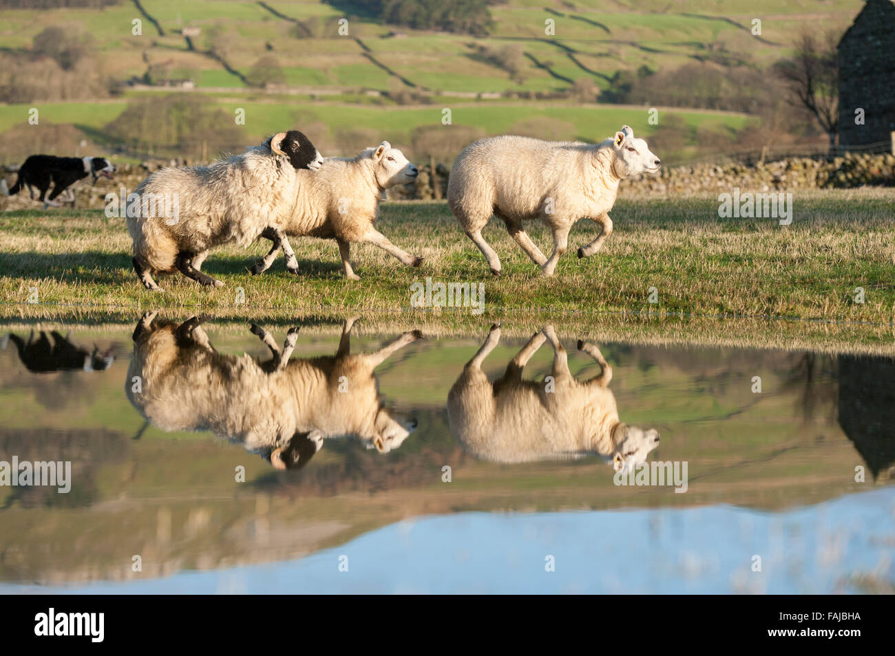 Rounding Up Sheep High Resolution Stock Photography and Images - Alamy