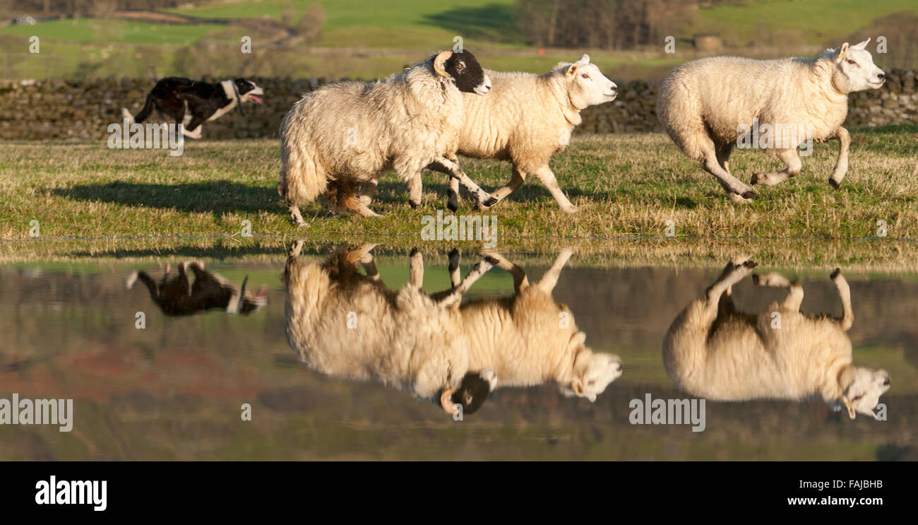 Rounding Up Sheep High Resolution Stock Photography and Images - Alamy