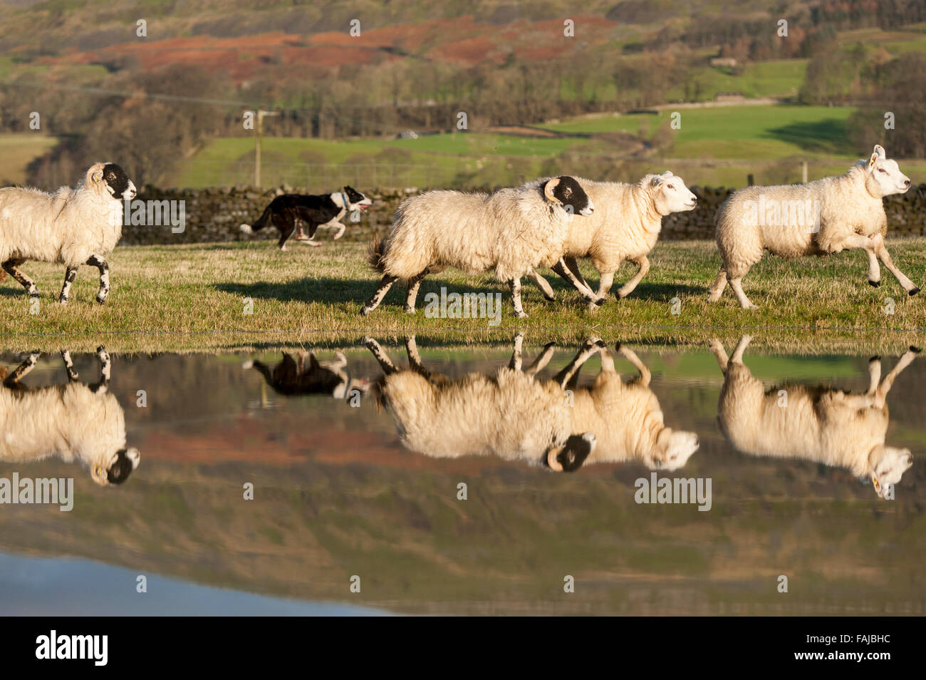 Rounding Up Sheep High Resolution Stock Photography and Images - Alamy