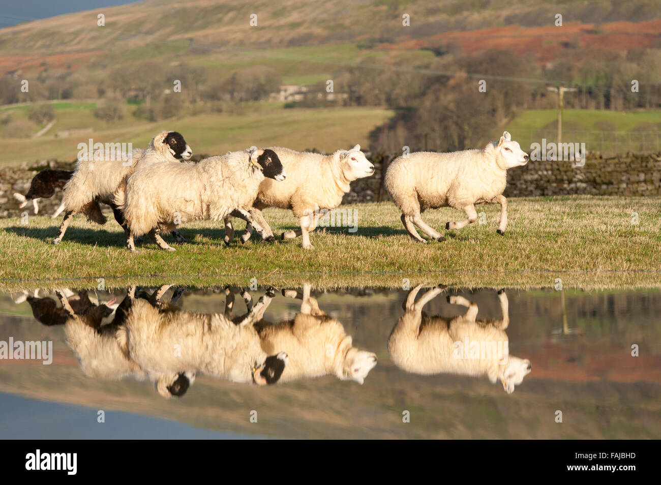 Border collie rounding up sheep following Storm Eva, near Hawes ...