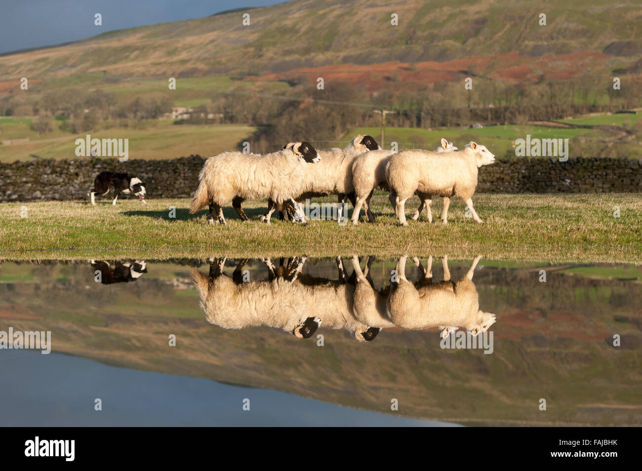 Rounding Up Sheep High Resolution Stock Photography and Images - Alamy