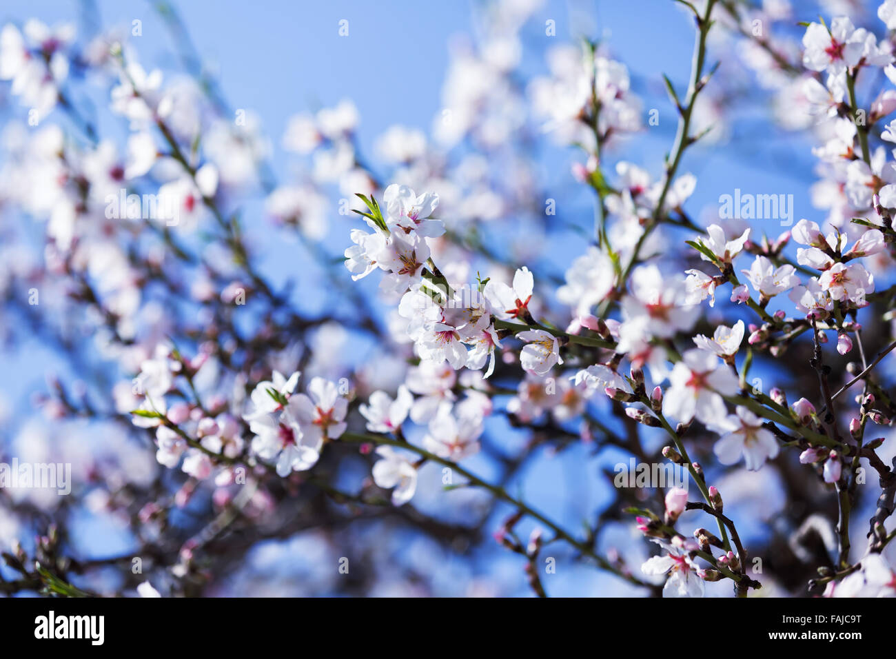 blooming almond tree branch in spring against blue sky Stock Photo - Alamy