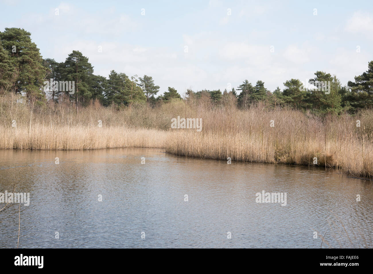 Esher common hi-res stock photography and images - Alamy
