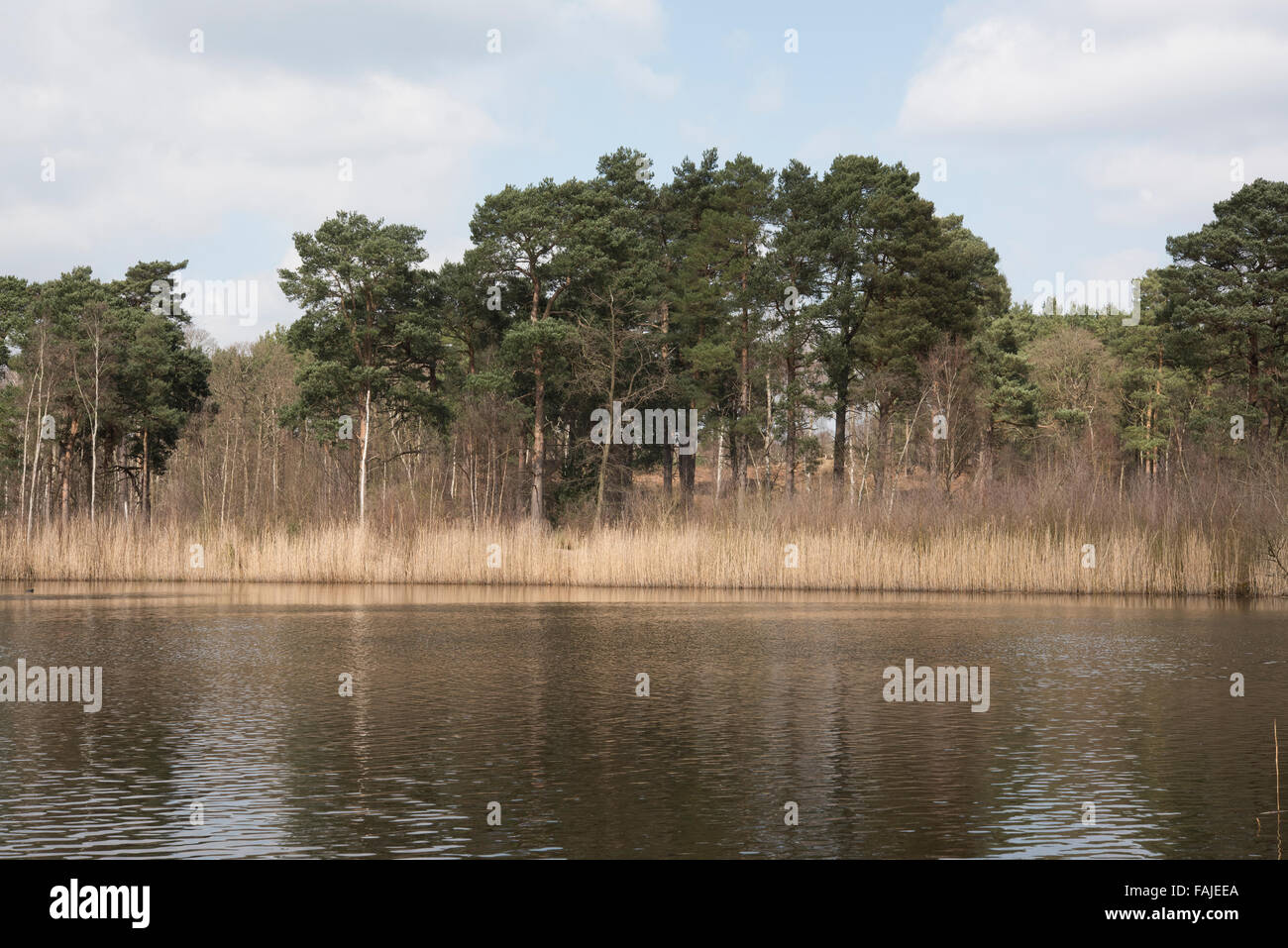 Emergent species hi-res stock photography and images - Alamy