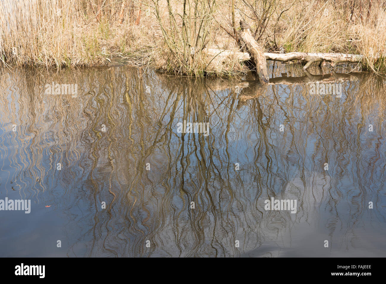 View of Black Pond, Esher Common, Esher, Surrey, UK Stock Photo - Alamy