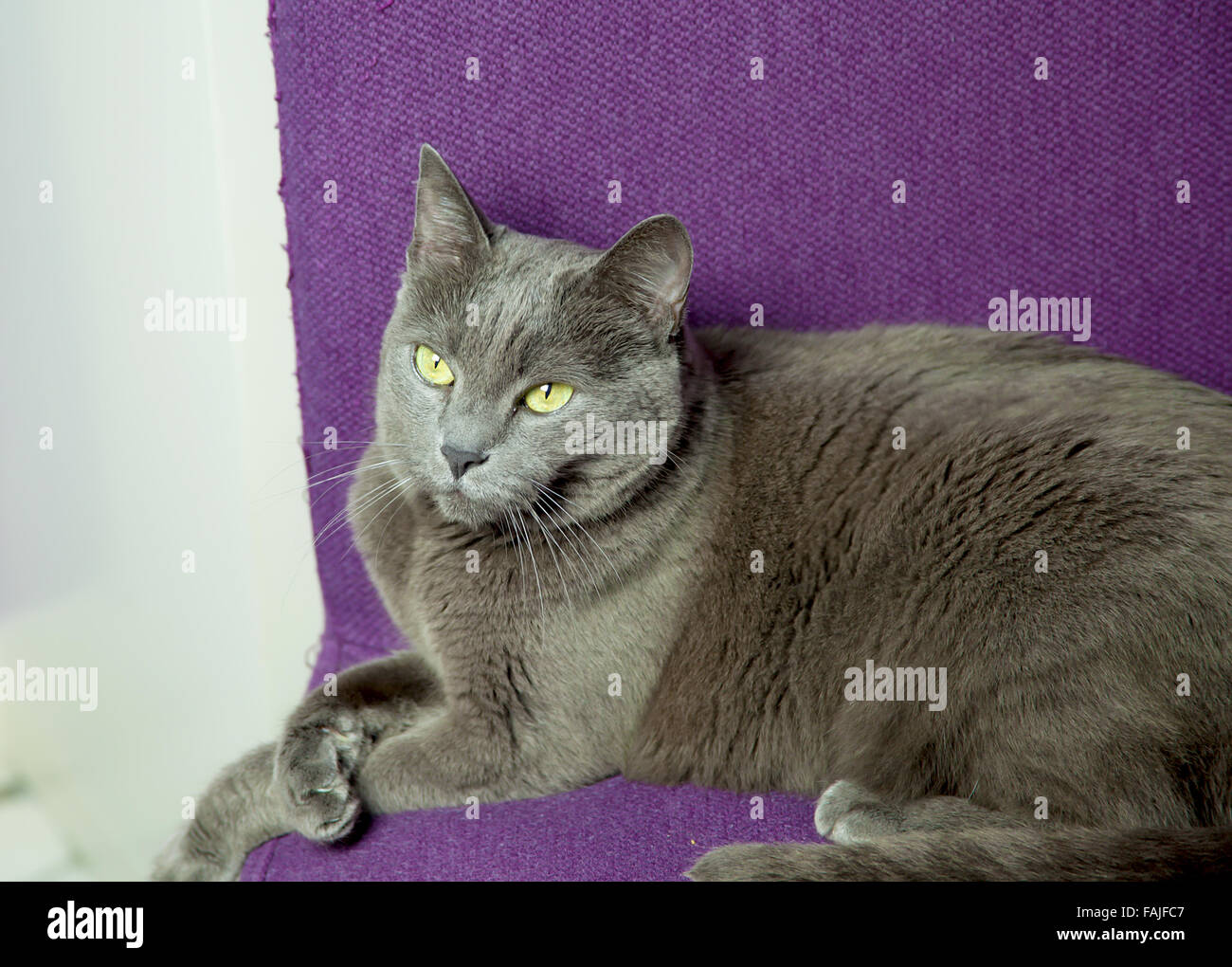Chartreux cat posing on a purple chair Stock Photo - Alamy