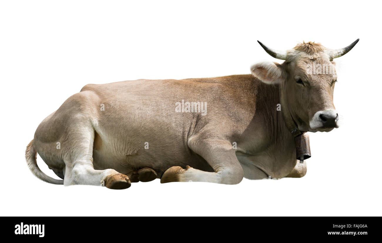 Cow, isolated on white background Stock Photo - Alamy