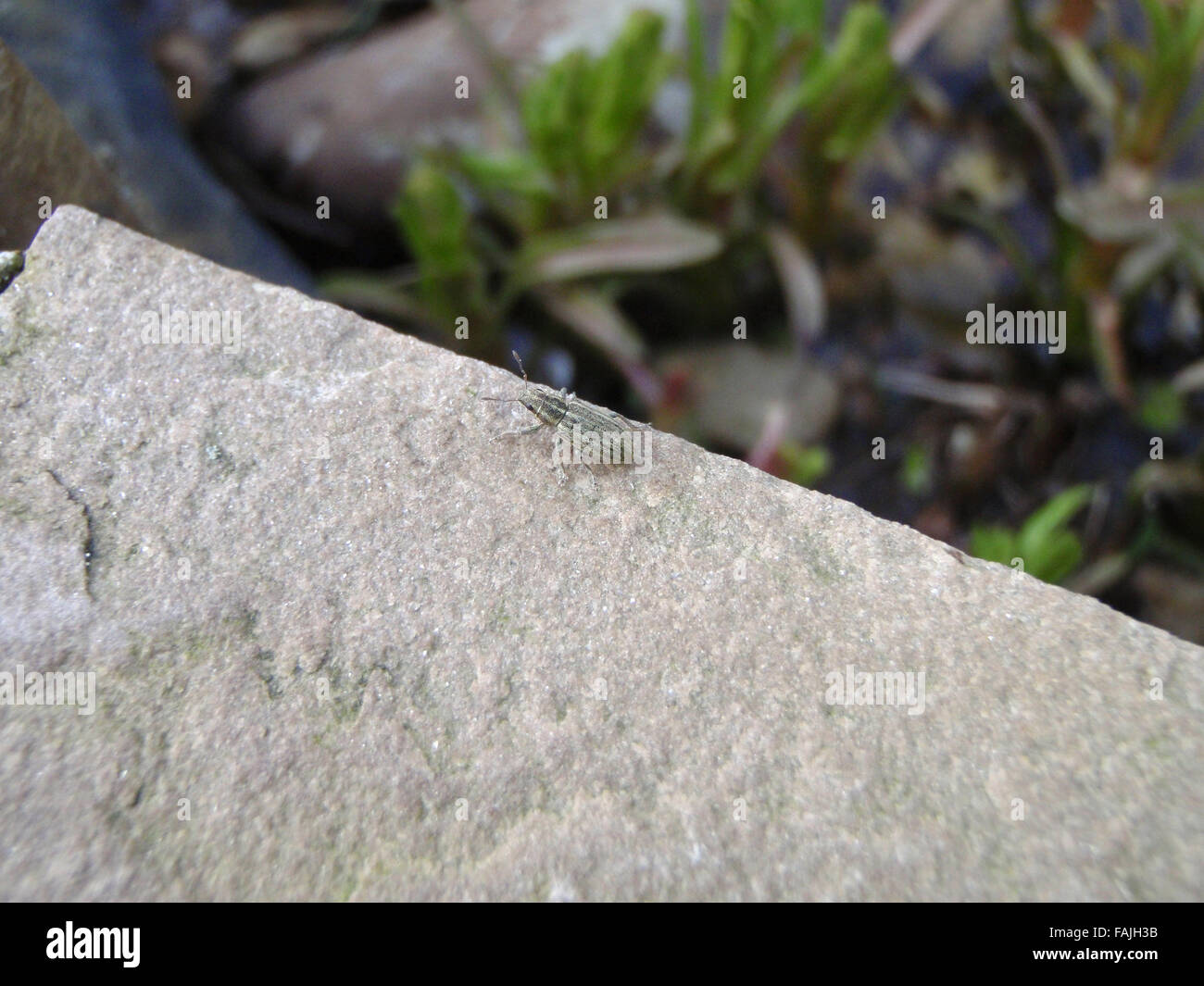 Pea weevil (Sitona lineatus) on limestone by garden pond Stock Photo ...