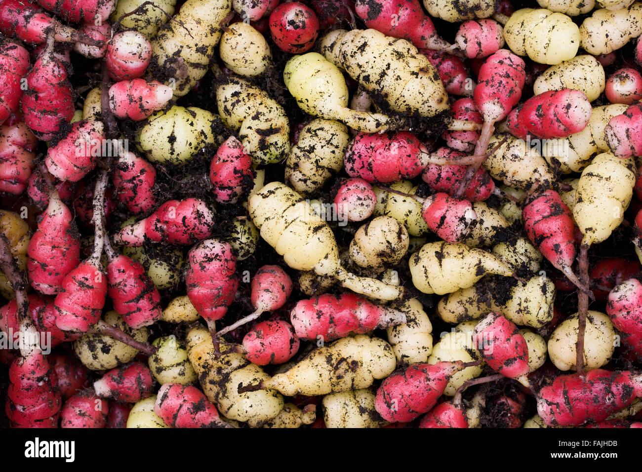 Oca Oxalis Tuberosa High Resolution Stock Photography and Images - Alamy