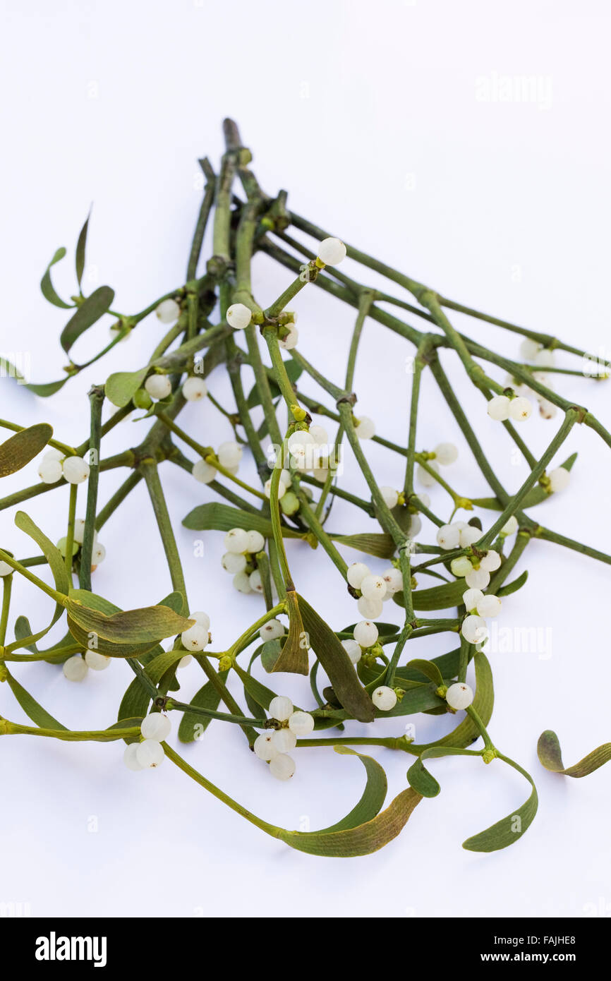 Viscum a hi-res stock photography and images - Alamy