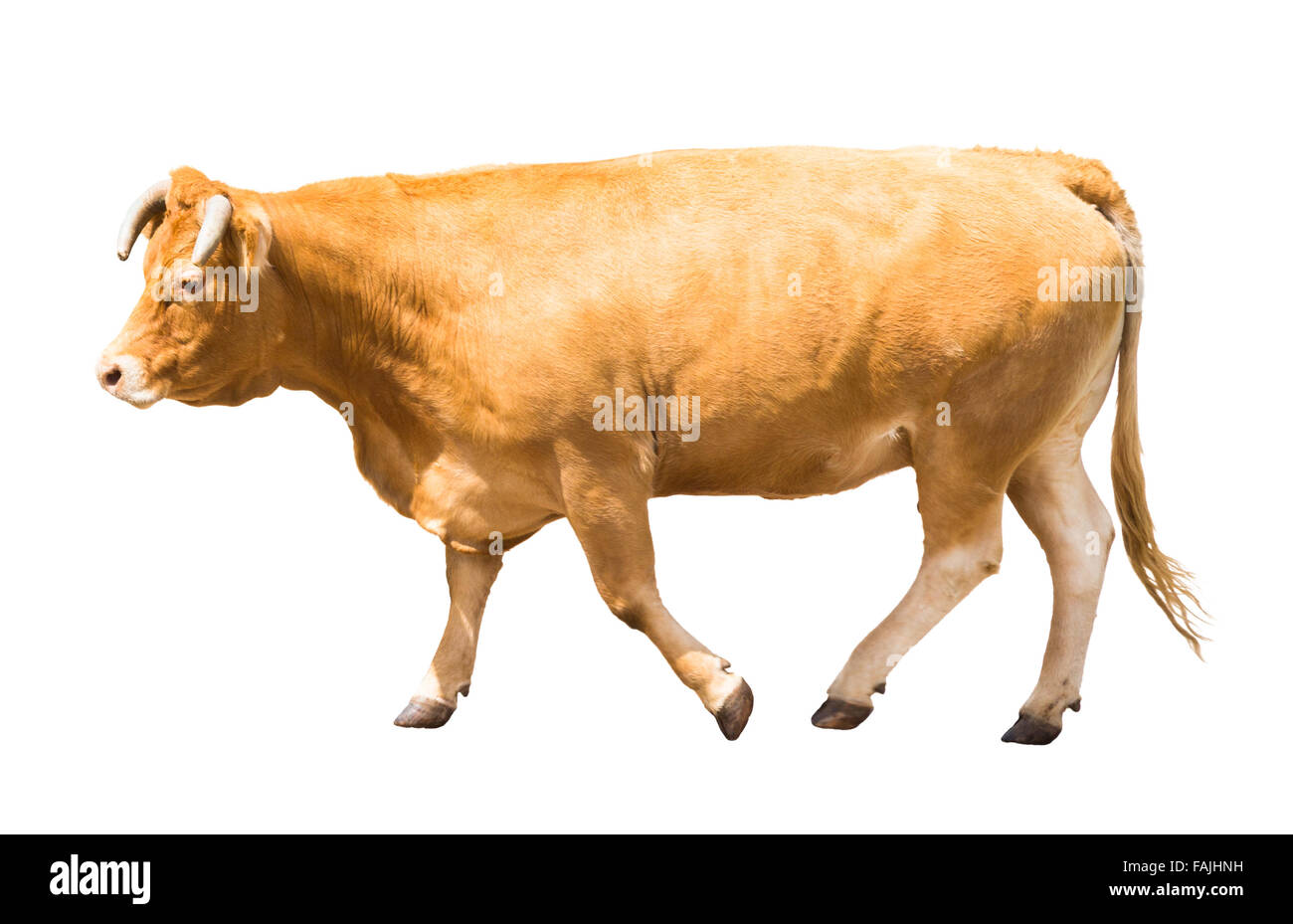 Adult cow. Isolated on white background Stock Photo - Alamy