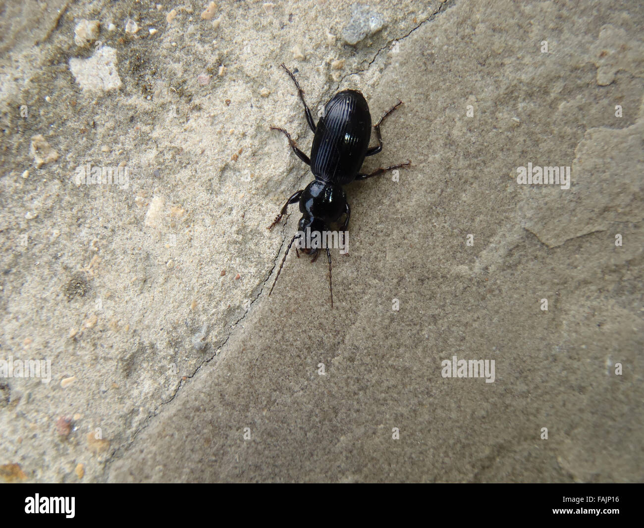 Violet ground beetle (Carabus problematicus) on limestone paving slab ...