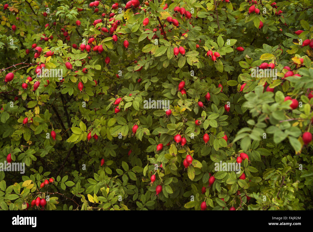 Rose hip bush hi-res stock photography and images - Alamy