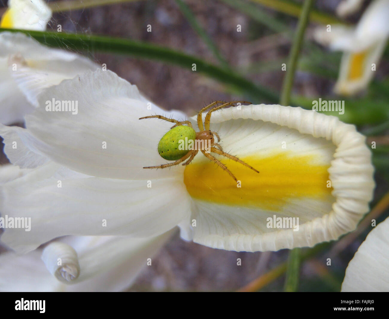 Cucumber spider (Araniella cucurbitina) on white iris flower Stock ...