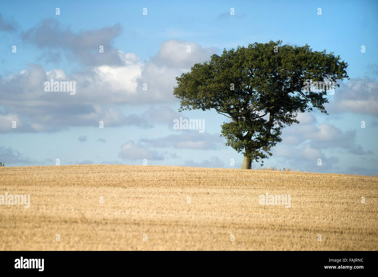 Farm field lone tree hi-res stock photography and images - Alamy