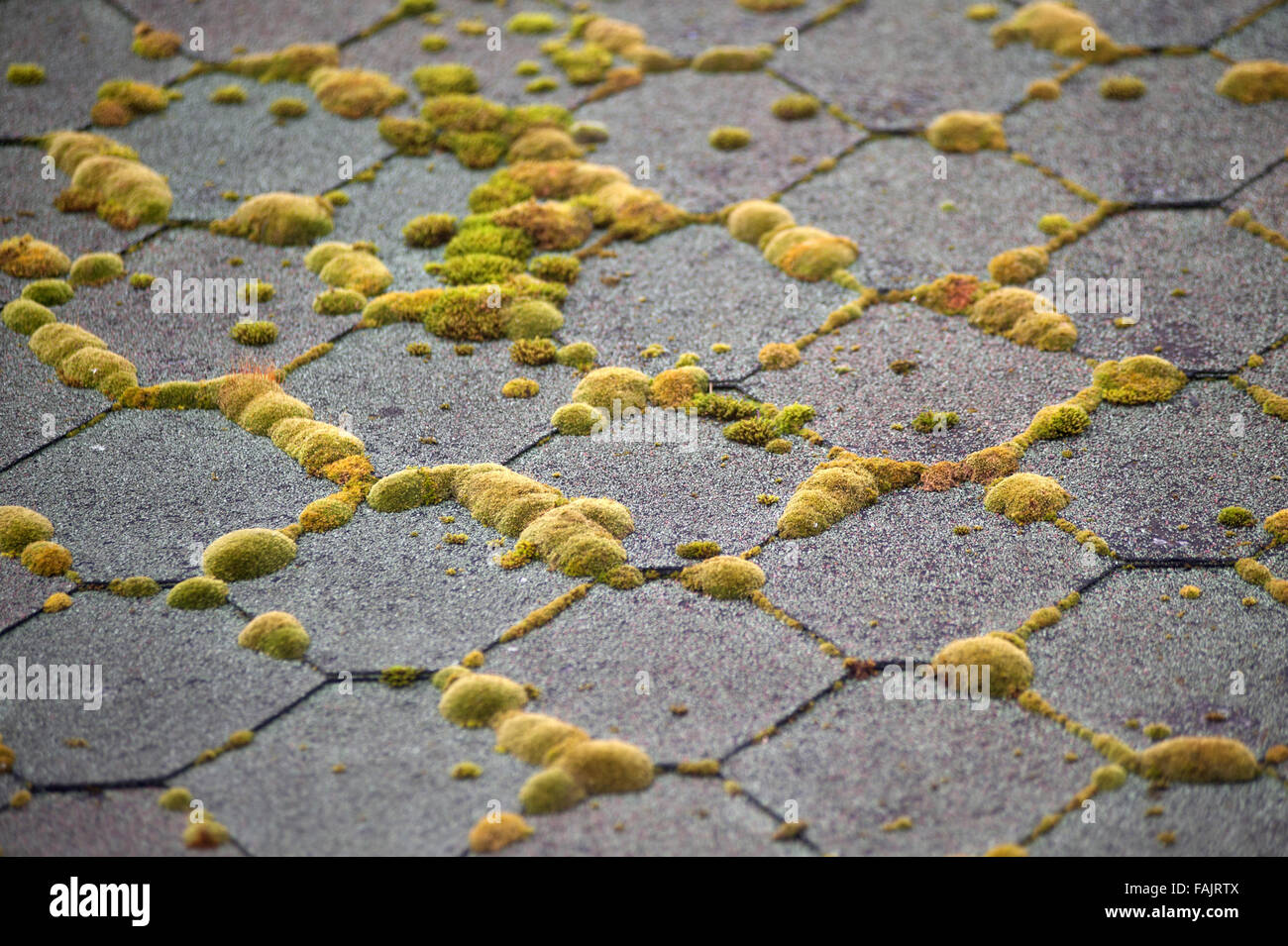 Moss on roof hi-res stock photography and images - Alamy