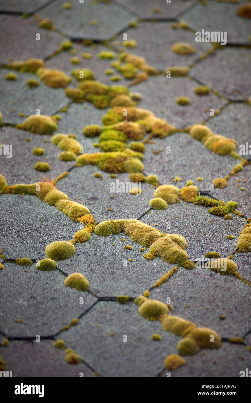 Moss growing on slate roof Stock Photo - Alamy