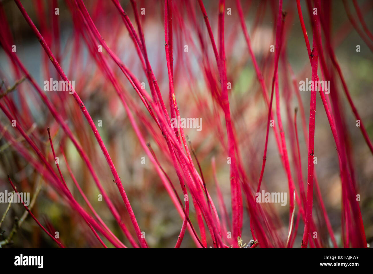 Cornus alba hi-res stock photography and images - Alamy