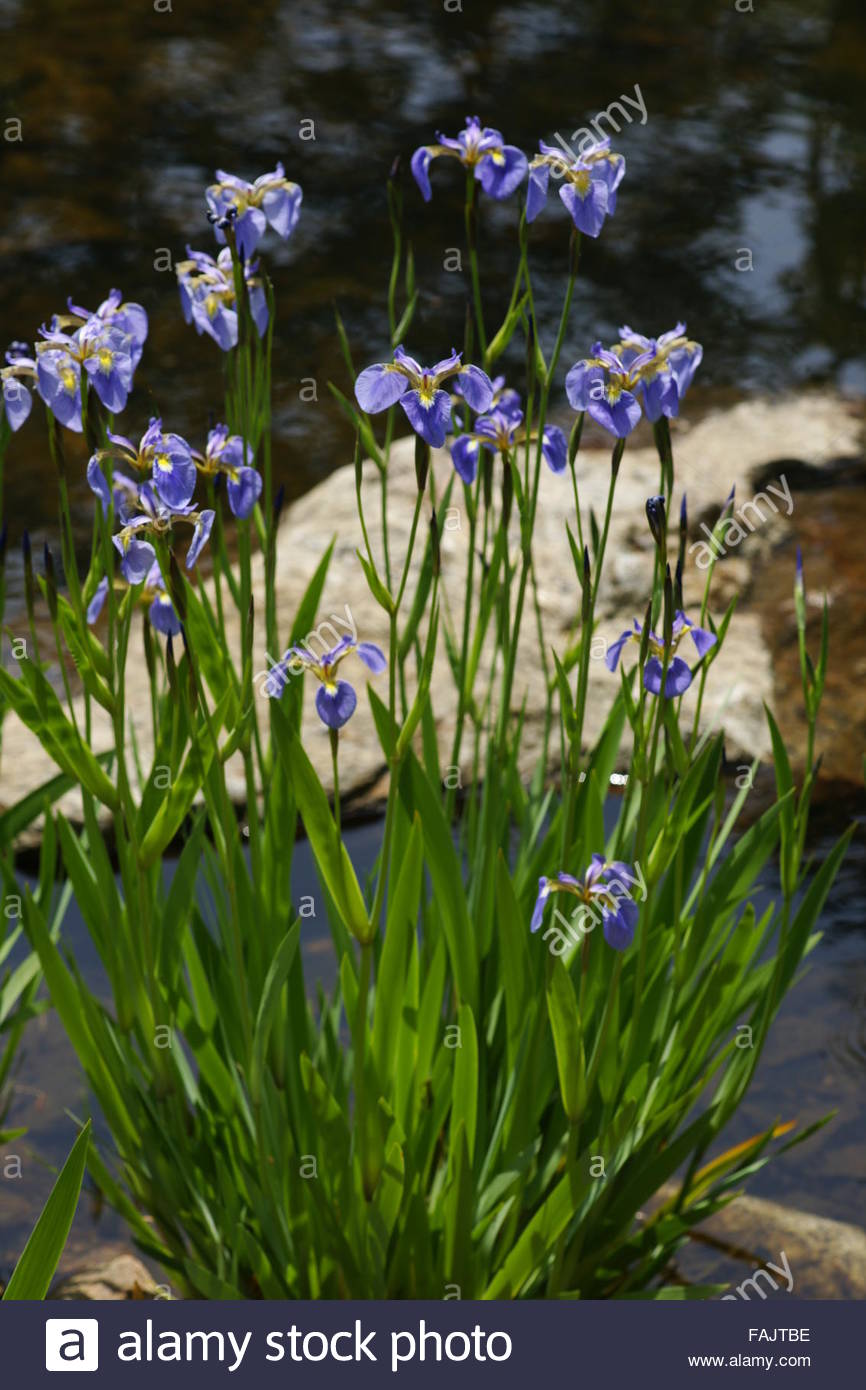 Iris Setosa Stock Photos & Iris Setosa Stock Images - Alamy