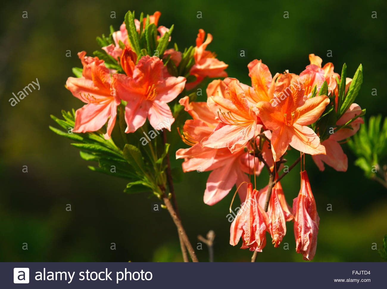 Japanese Azalea Stock Photos & Japanese Azalea Stock Images - Alamy