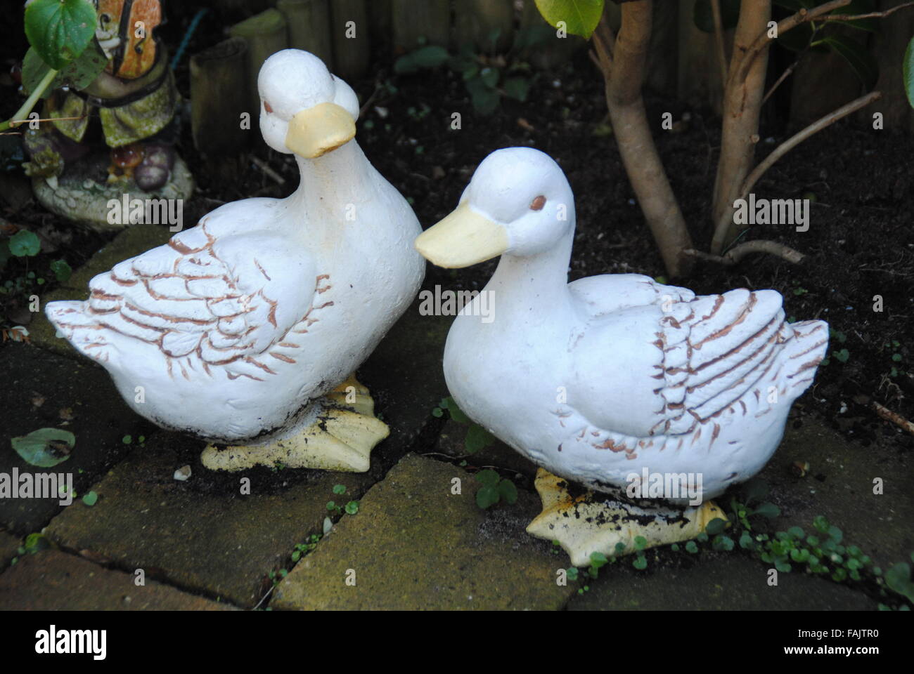 Ducks in a garden Stock Photo - Alamy