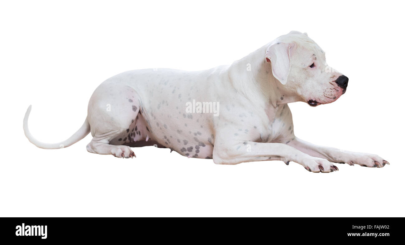 Lying dogo Argentino. Isolated on white background Stock Photo - Alamy