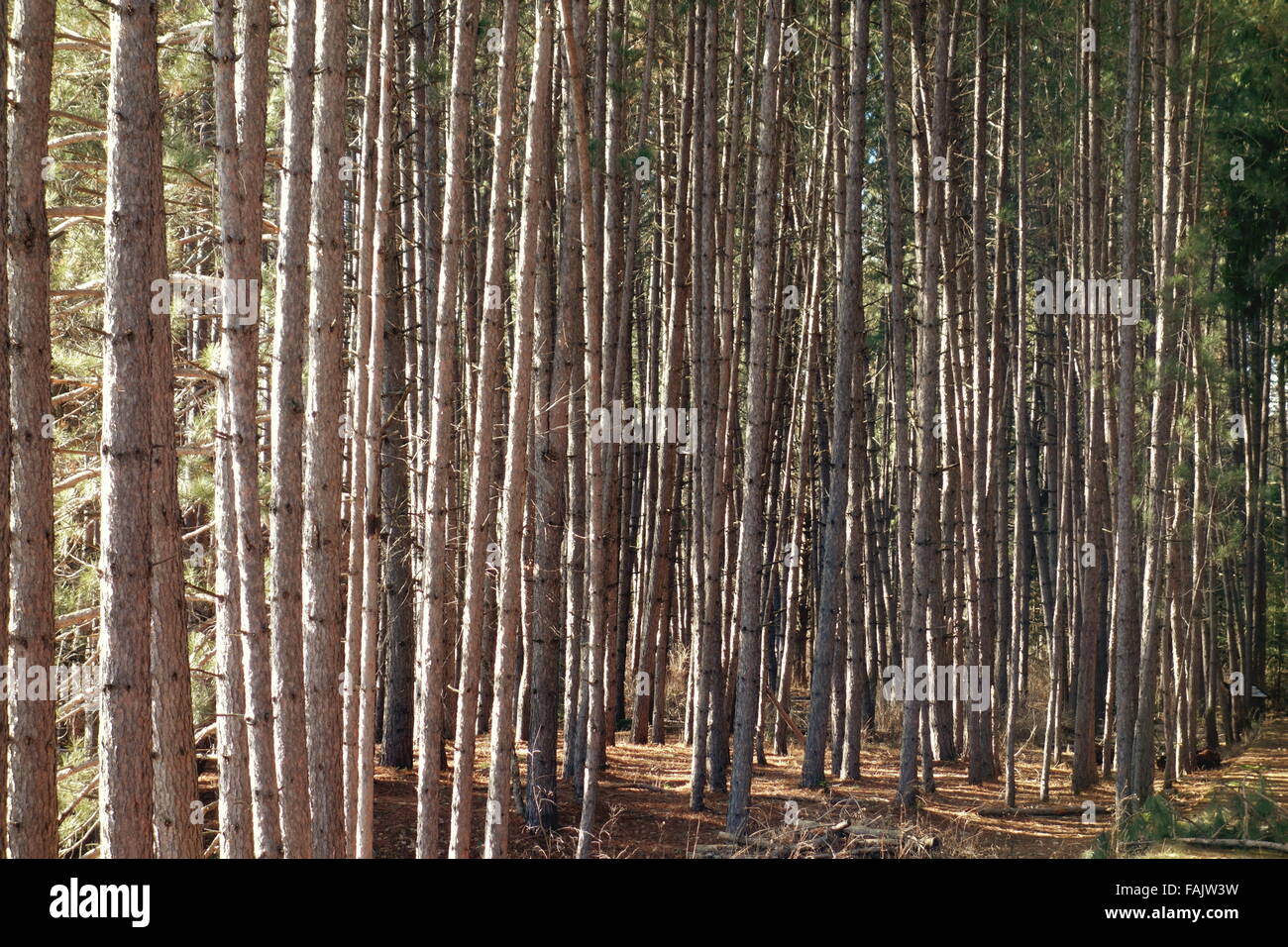 Trees in a forest in Ontario, Canada Stock Photo - Alamy