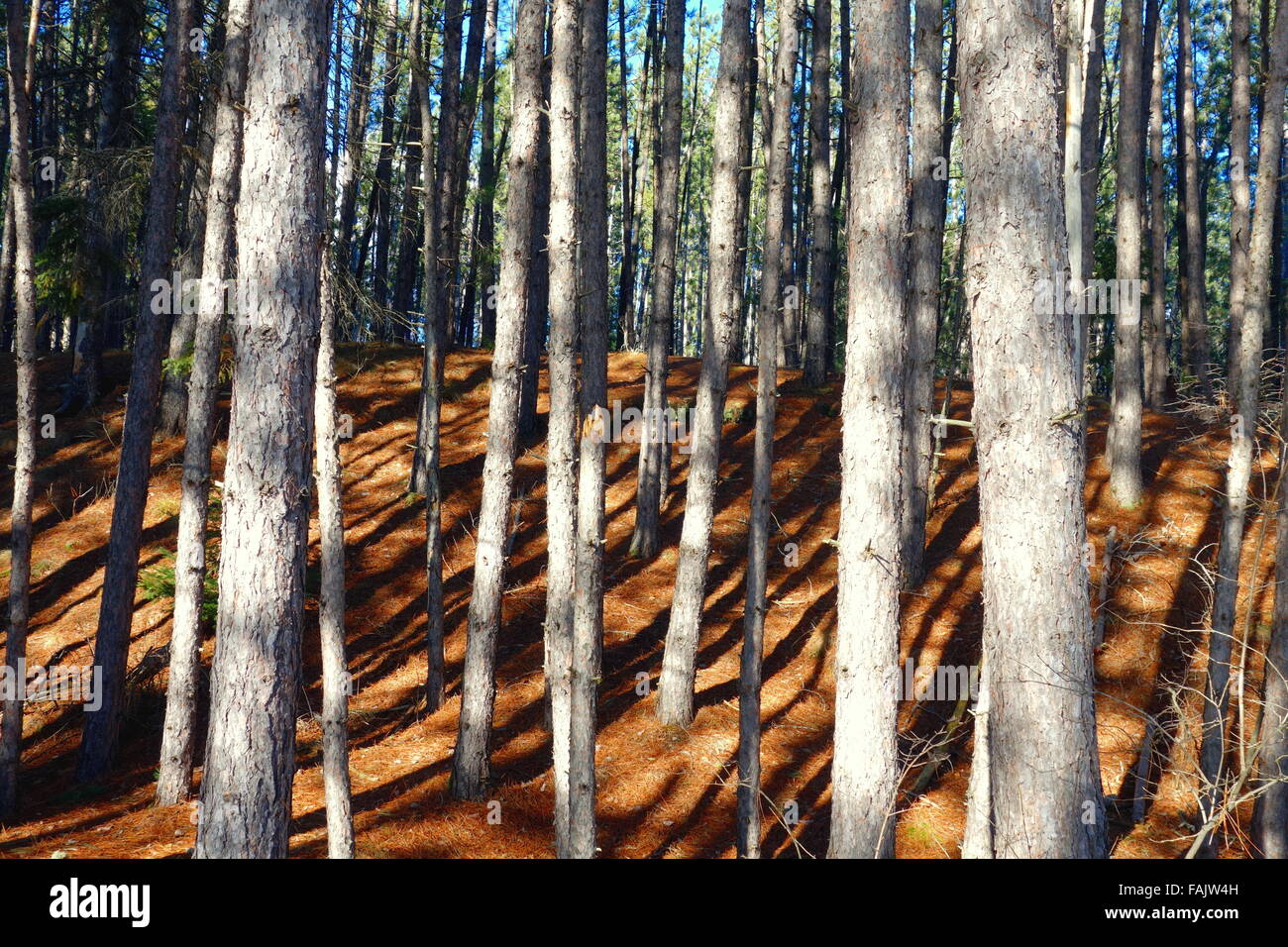 Trees in a forest in Ontario, Canada Stock Photo - Alamy