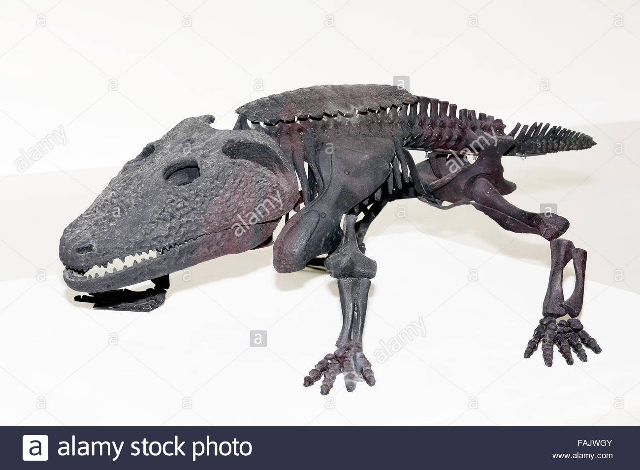 Cama Animal Stock Photos & Cama Animal Stock Images - Alamy