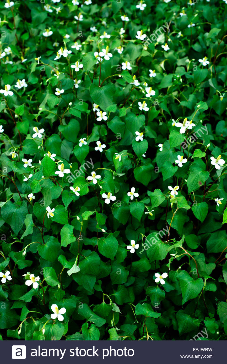 Houttuynia Cordata Stock Photos & Houttuynia Cordata Stock Images - Alamy