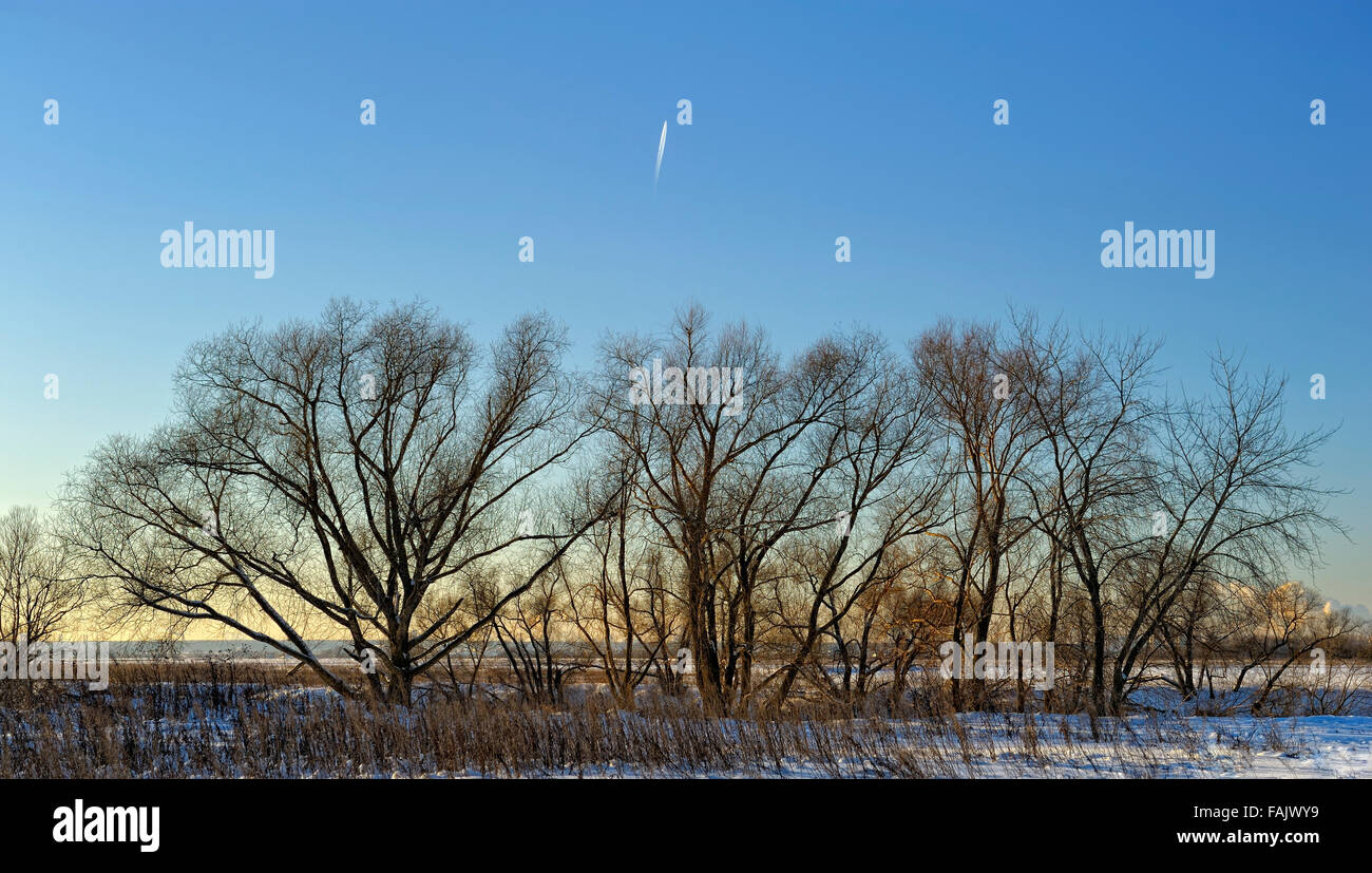 Trees and sky background hi-res stock photography and images - Alamy