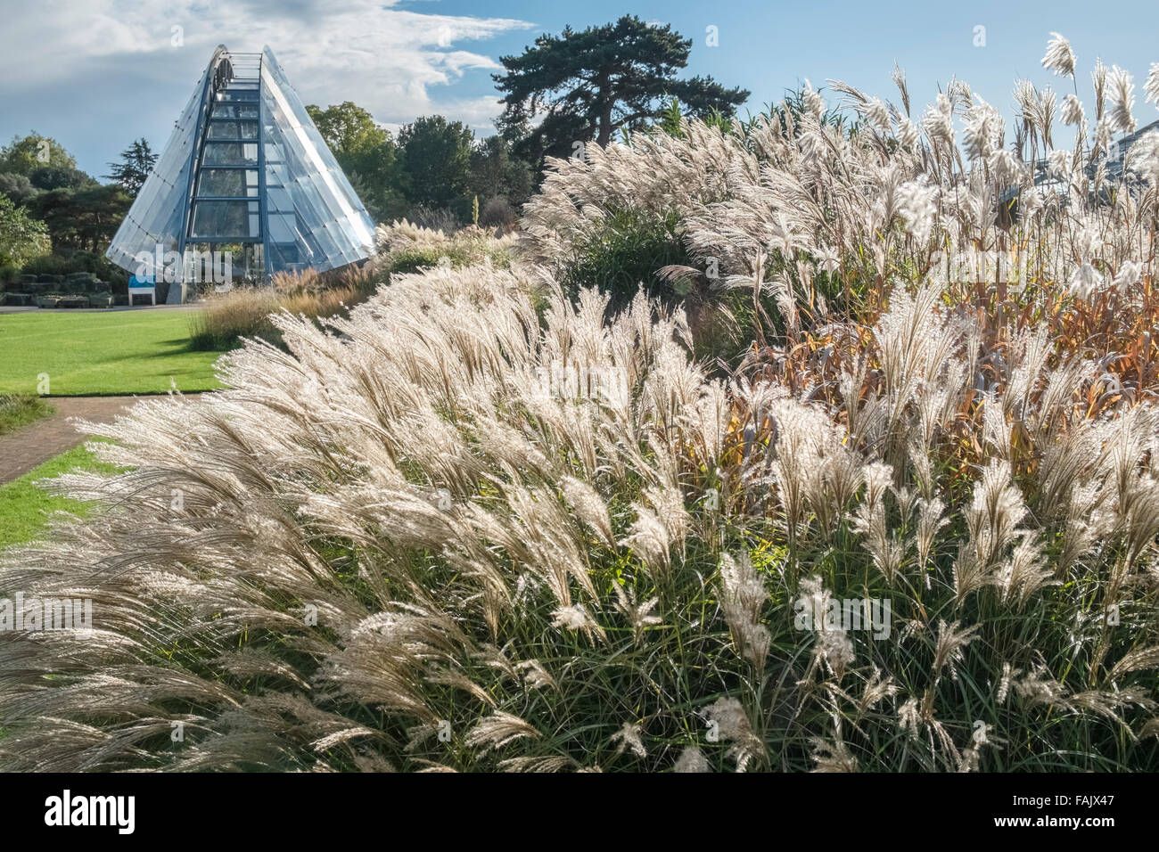 Ornamental Grasses Garden High Resolution Stock Photography and Images ...