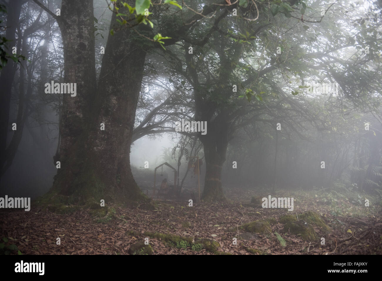 Foggy Weather in Kerala Stock Photo - Alamy