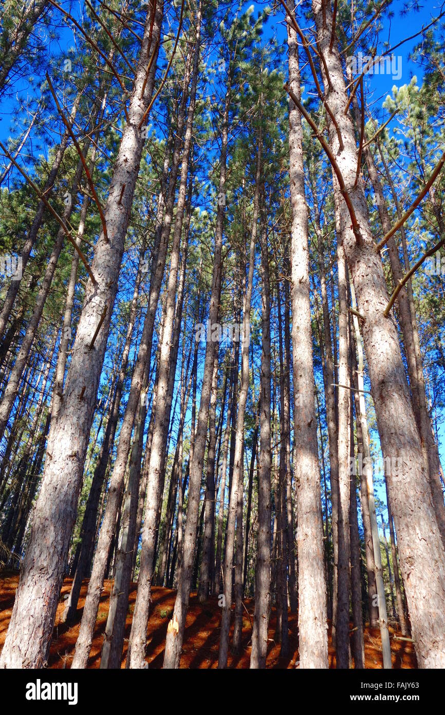 Trees in a forest in Ontario, Canada Stock Photo - Alamy