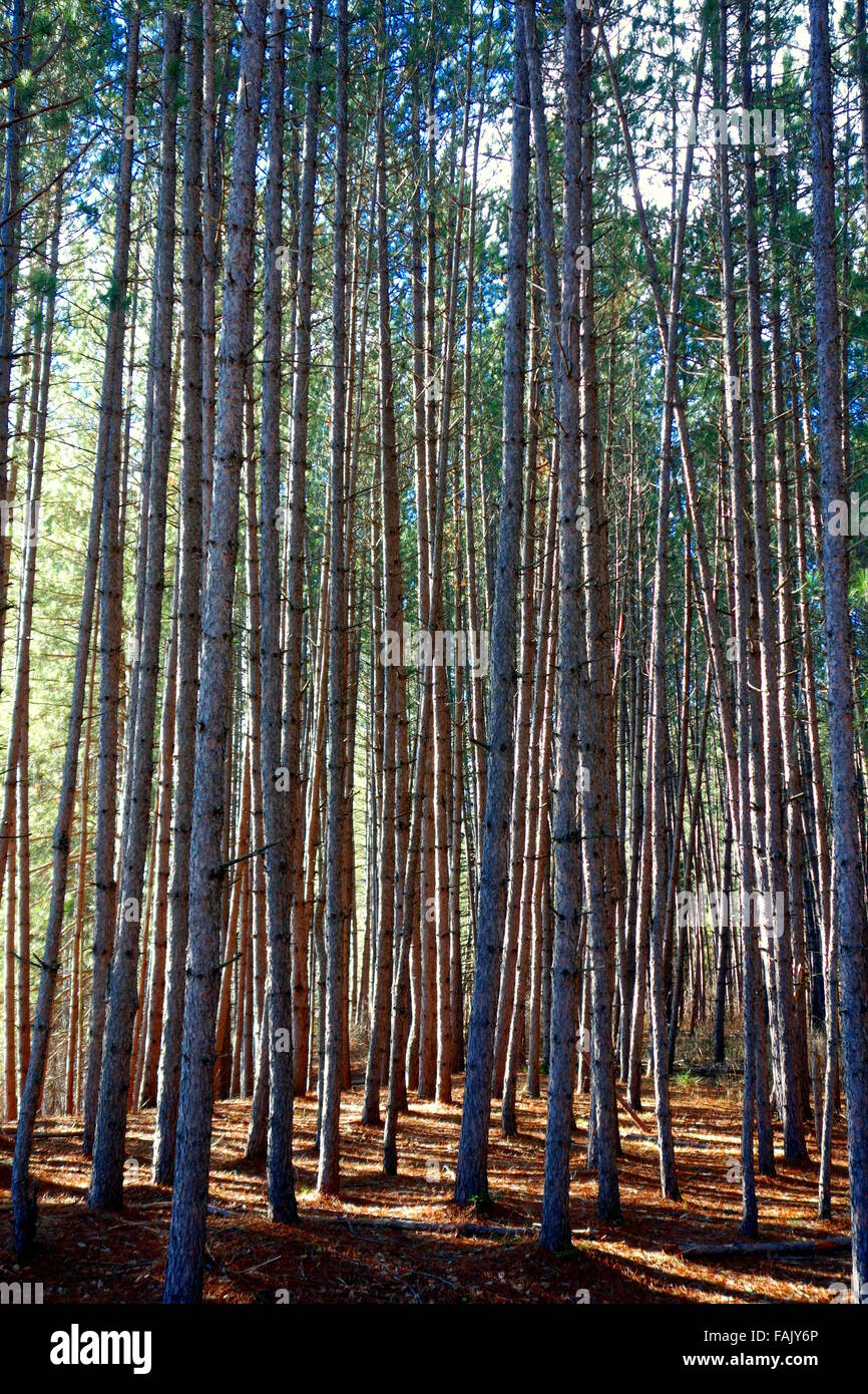 Trees in a forest in Ontario, Canada Stock Photo - Alamy