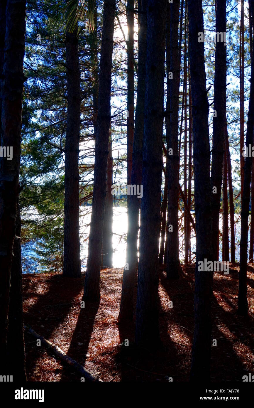 Trees in a forest in Ontario, Canada Stock Photo - Alamy