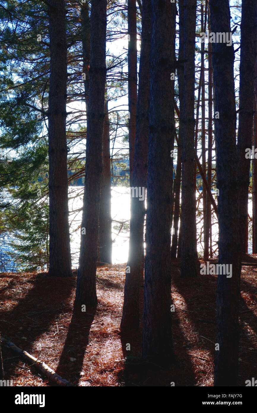Trees in a forest in Ontario, Canada Stock Photo - Alamy