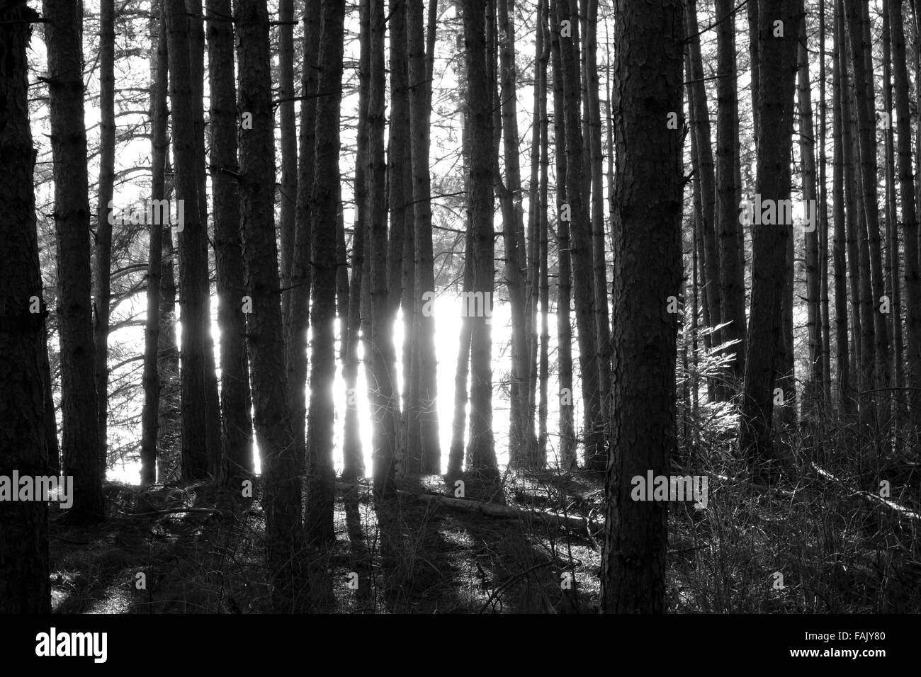 Trees in a forest in Ontario, Canada Stock Photo - Alamy