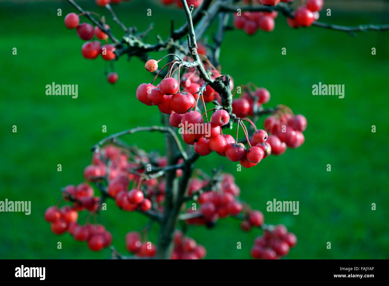 Dwarf crab apple tree hi-res stock photography and images - Alamy