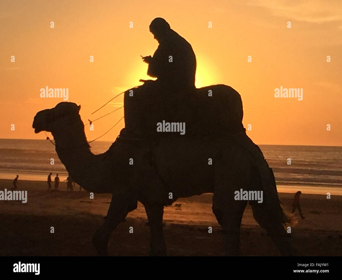 CAMEL RIDER CHECKING MOBILE PHONE. Photo Alastair Gale Stock Photo - Alamy