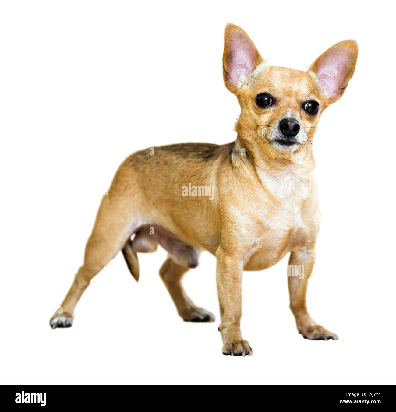 Russkiy toy hi-res stock photography and images - Alamy