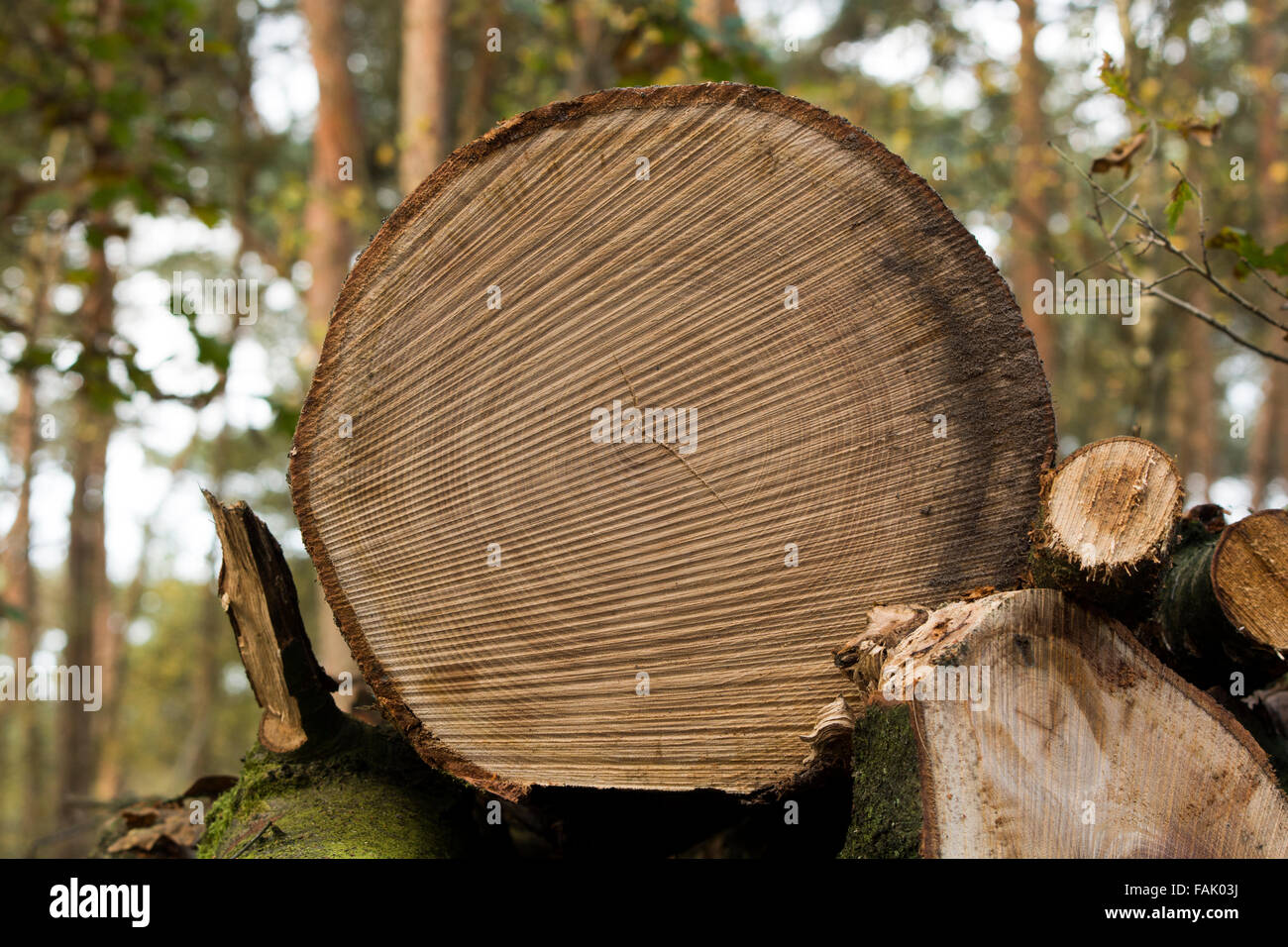 Saw kerf hi-res stock photography and images - Alamy