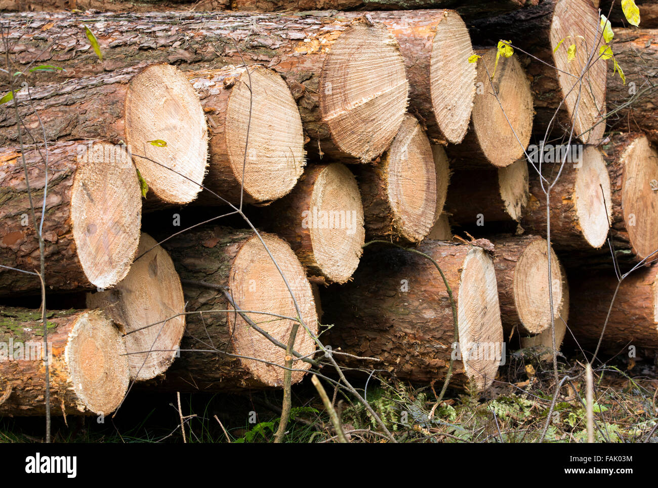 Wood timbers stacked in the forrest Stock Photo - Alamy